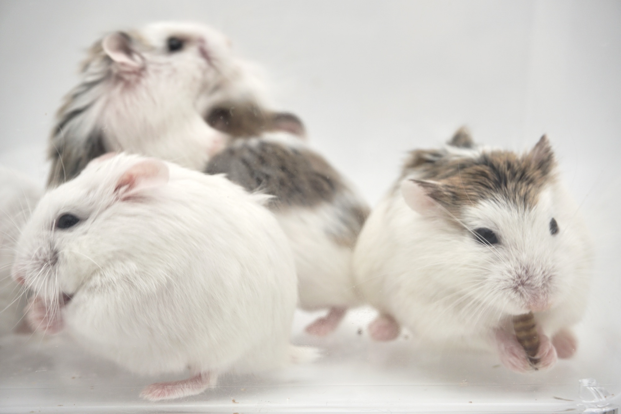 Breeding Program – Milkbun Hamstery | Roborovski Dwarf Hamsters