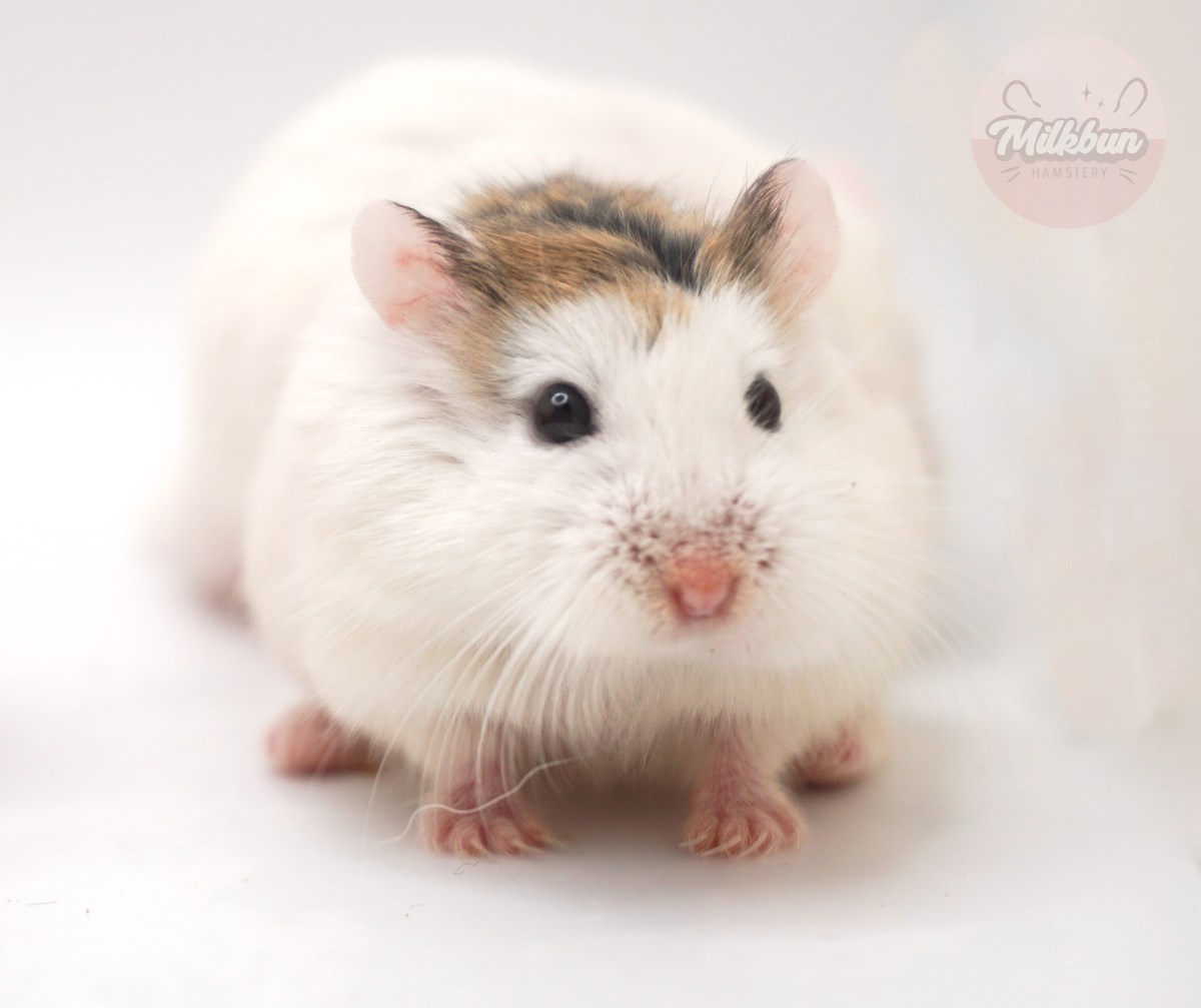 Are Robo Hamsters Social? – (Full Article) – Milkbun Hamstery ...