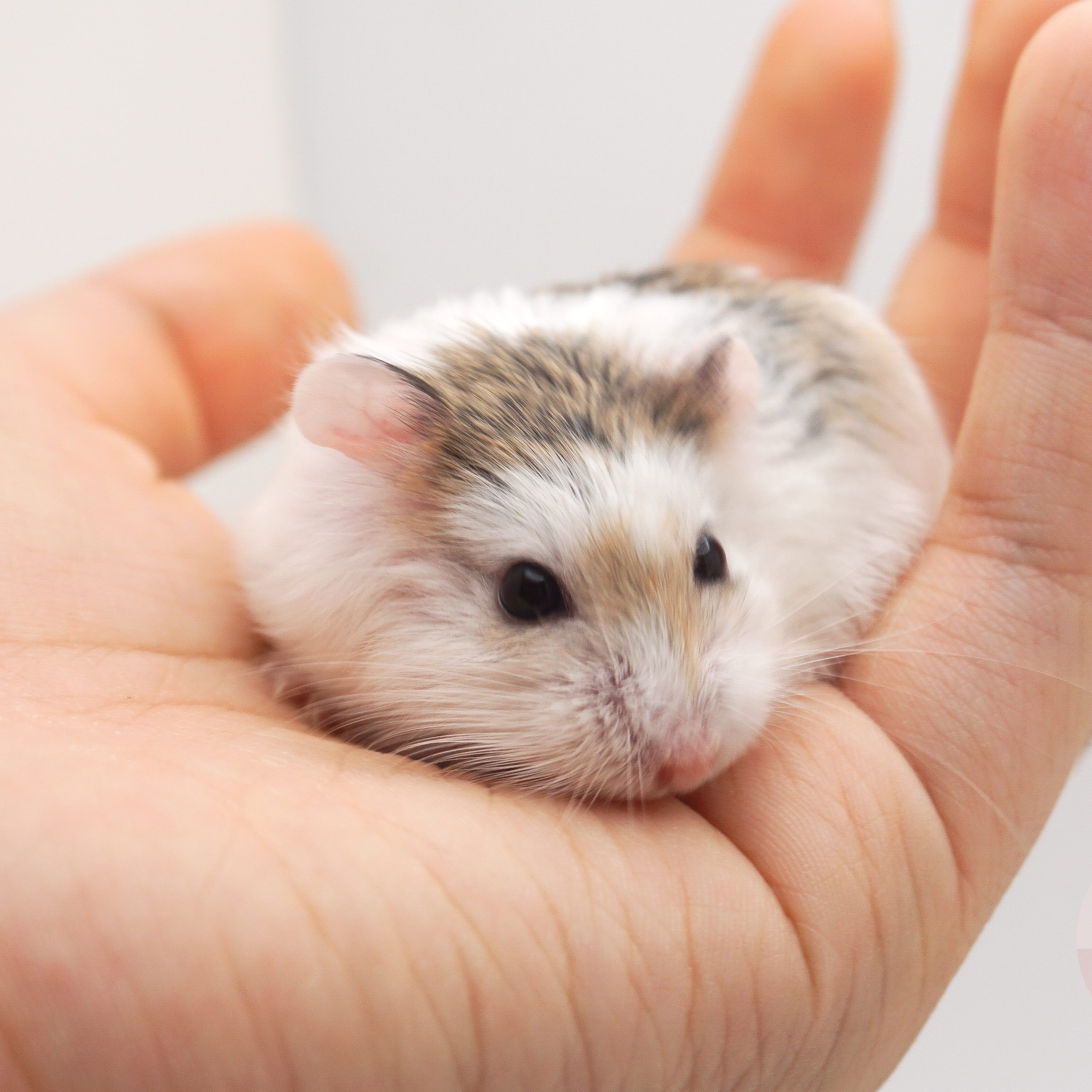 Milkbun Hamstery | Roborovski Dwarf Hamsters – Hamsters with temperament, type, longevity.